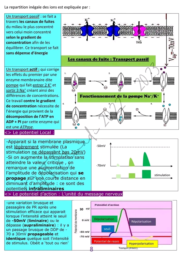 Bac Sc expérimentales Sciences SVT Neurophysiologie, l'essentiel.