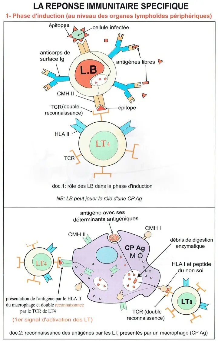 Bac Sc expérimentales Sciences SVT Dossier : Immunité de l'organisme.