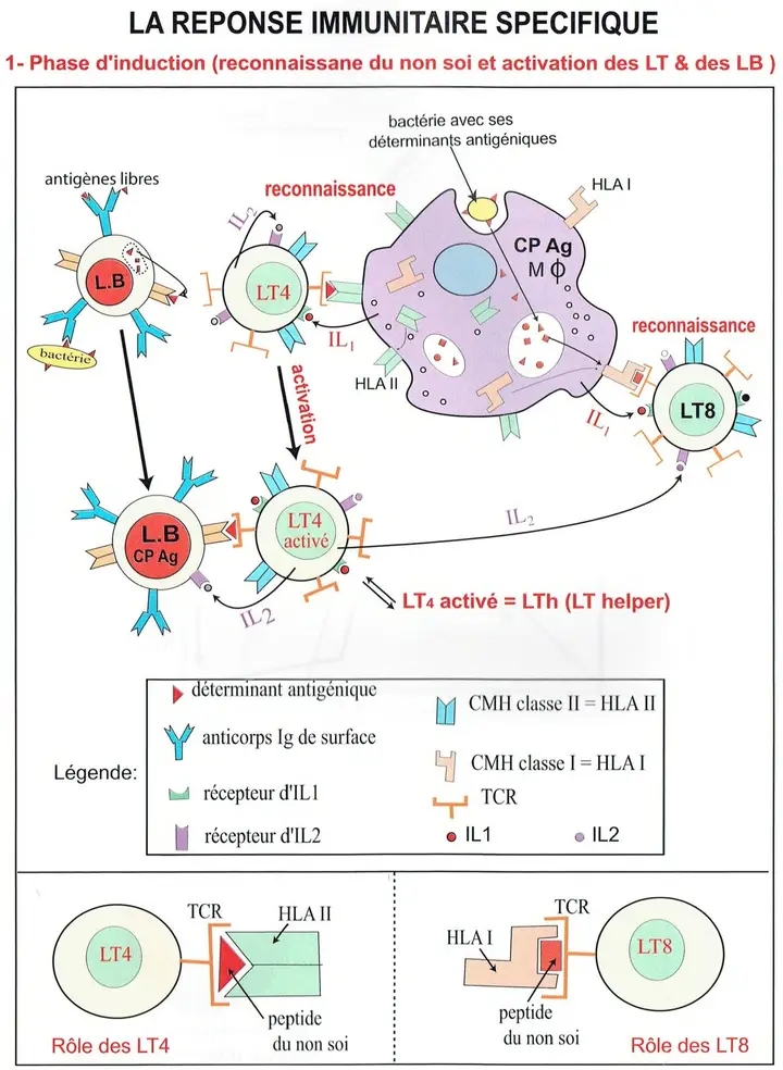Bac Sc expérimentales Sciences SVT Dossier : Immunité de l'organisme.
