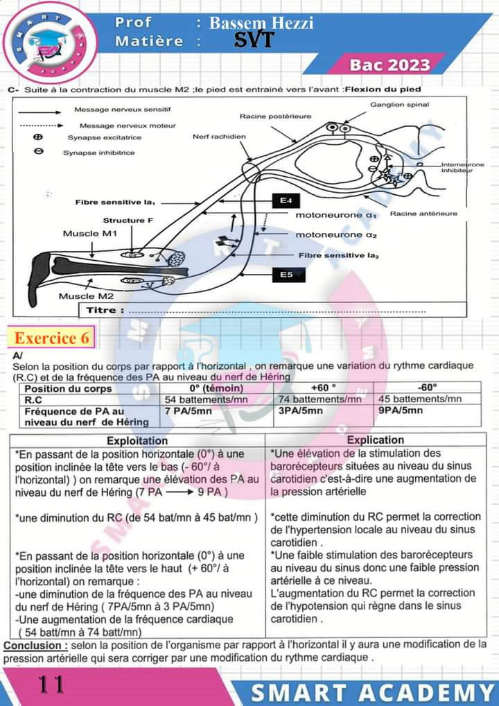Bac Sc expérimentales Sciences SVT Correction Série de révision ...