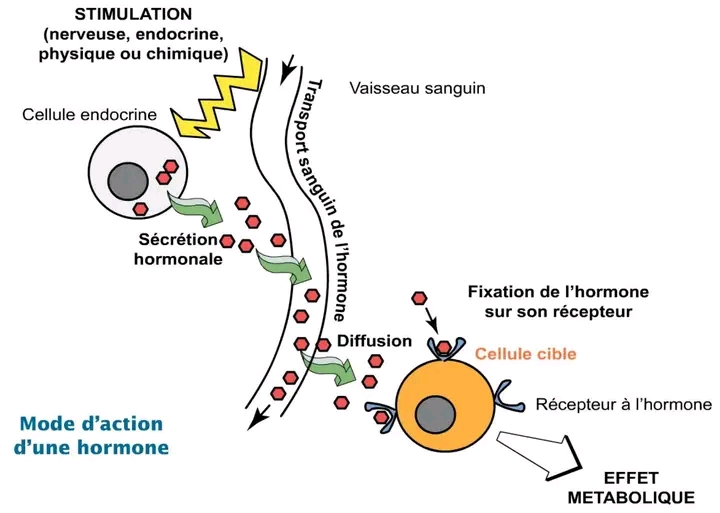 Bac Sc expérimentales Sciences SVT-Reproduction Humaine et Sante