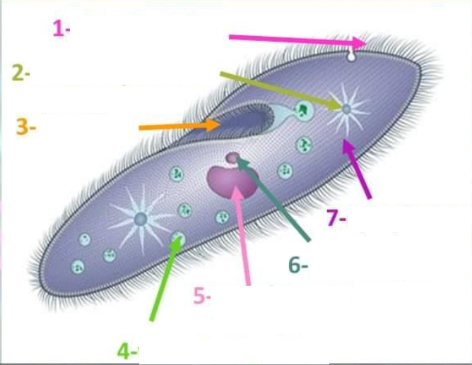 1ère année secondaire Sciences SVT-chapitre 4 La diversité du monde ...